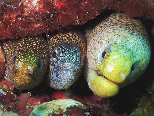 うなぎについて知っていること | ガールズちゃんねる - Girls Channel